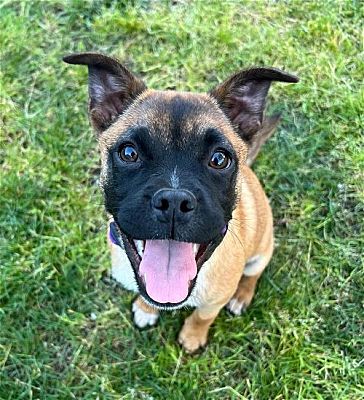 Davis, CA - Pug/Australian Cattle Dog. Meet Poppy a Pet for Adoption ...