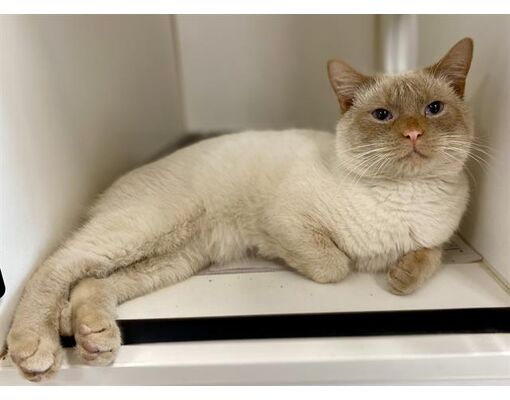 Milwaukee, WI - Siamese. Meet PRINCE a Pet for Adoption - AdoptaPet.com