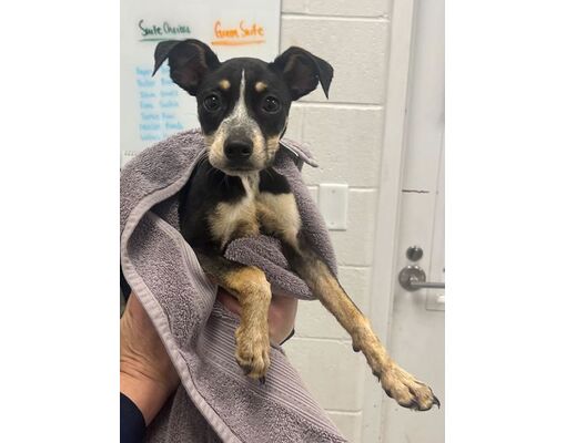 Kansas City, MO - Mixed Breed (Small)/Mixed Breed (Medium). Meet ...