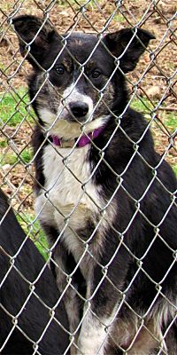 Minerva, OH - Border Collie. Meet Little Bitty "I Am Adopted" a Pet for ...