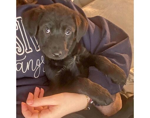 Austin, TX - English Springer Spaniel/Mixed Breed (Medium). Meet Jovi a ...