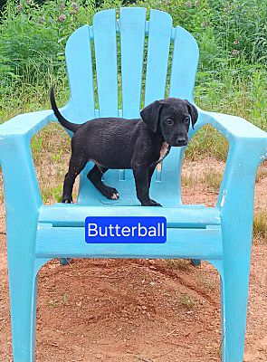 Plattsburgh, NY - Pointer/Labrador Retriever. Meet Butter Ball a Pet ...