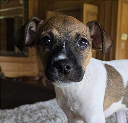Pittsburgh, PA - Miniature Pinscher/Jack Russell Terrier. Meet Serrano ...