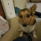 Corgi Puppies - Corgi Rescue and Adoption Near You