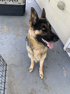 Cypress, TX - German Shepherd Dog. Meet Luffy a Pet for Adoption ...