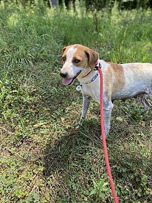 Southbury, CT - English (Redtick) Coonhound. Meet Perdita~adopted! a ...