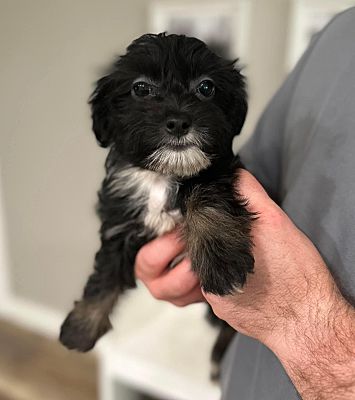 Tampa, FL - Cocker Spaniel/Yorkie, Yorkshire Terrier. Meet Dill a Pet ...