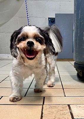 Sebastian, FL - Shih Tzu. Meet Troy a Pet for Adoption - AdoptaPet.com