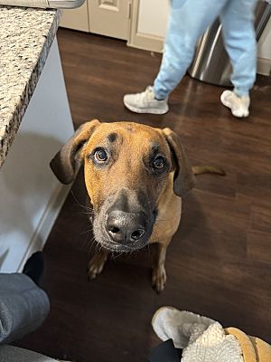 Tomball, TX - Bloodhound/Rhodesian Ridgeback. Meet Denver a Pet for ...