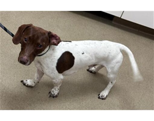 Santa Maria, CA - German Shorthaired Pointer/Dachshund. Meet GREGORY a ...