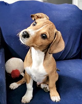 Boulder, CO - Dachshund/Catahoula Leopard Dog. Meet Toots a Pet for ...