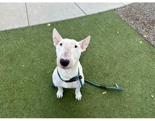 Phoenix, AZ - Bull Terrier. Meet STRAWBERRY a Pet for Adoption ...
