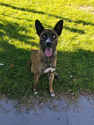 Las Vegas, NV - Alaskan Malamute/Boxer. Meet RUGGER a Pet for Adoption ...
