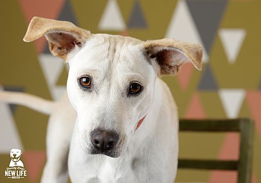 Portland, OR - Whippet/Labrador Retriever. Meet Wera a Pet for Adoption ...