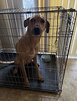 Mesa, AZ - Doberman Pinscher/Golden Retriever. Meet Canela a Pet for ...