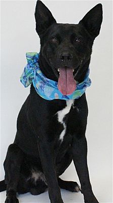 newfoundland, PA - German Shepherd Dog. Meet Sirius a Pet for Adoption ...