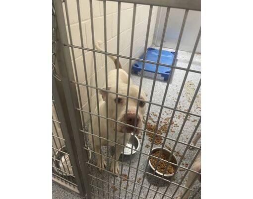 Baton Rouge, LA - American Pit Bull Terrier/Mixed Breed (Medium). Meet ...