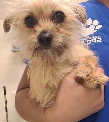 Houston, TX - Yorkie, Yorkshire Terrier/Maltese. Meet Harley a Pet for ...