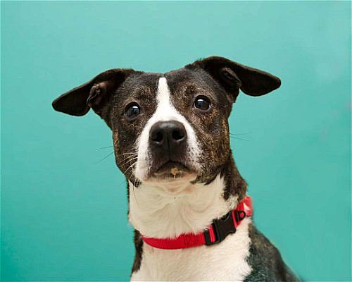Parma, OH - Rat Terrier. Meet Kane a Pet for Adoption - AdoptaPet.com
