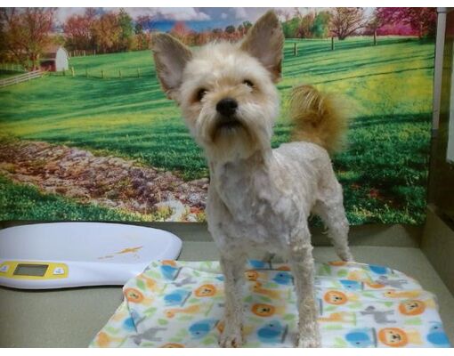 Moreno Valley, CA - Poodle (Miniature). Meet A533871 a Pet for Adoption ...