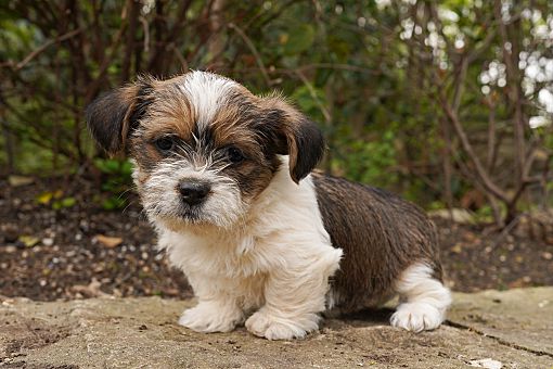 San Antonio, TX - Shih Tzu/Corgi. Meet Alaska a Pet for Adoption ...