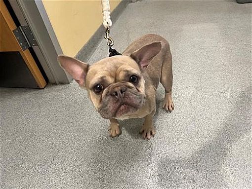Tustin, CA - French Bulldog. Meet NAVARA a Pet for Adoption - AdoptaPet.com