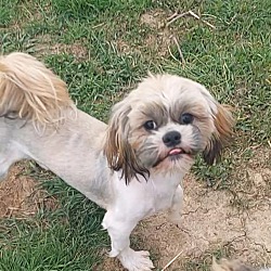 West Milton, OH - Shih Tzu. Meet Brewster a Pet for Adoption ...