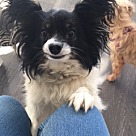 Papillon Puppies - Papillon Rescue and Adoption Near You