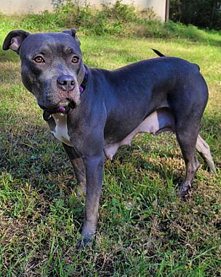Spotsylvania, VA - American Pit Bull Terrier. Meet Ms. Patmore a Pet ...