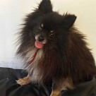 Pomeranian Puppies - Pomeranian Rescue and Adoption Near You