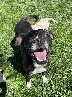 Adopt A Pet | PetSmart Charities