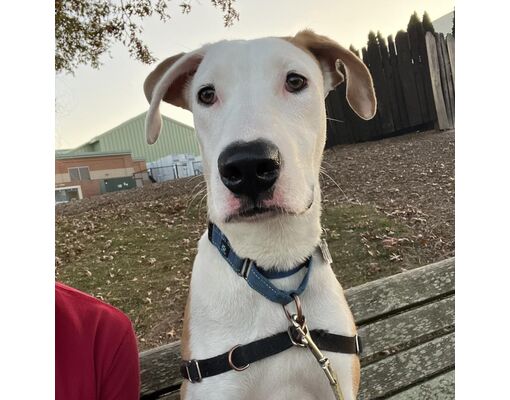Arlington, VA - Great Dane/Mixed Breed (Medium). Meet Houser a Pet for ...