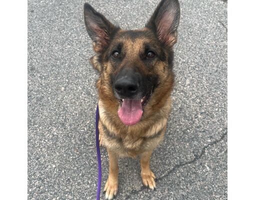 Philadelphia, PA - German Shepherd Dog. Meet Layla a Pet for Adoption ...