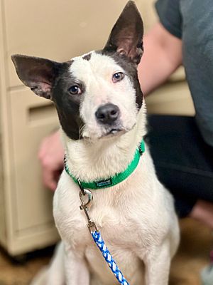 Jackson, MS - Jack Russell Terrier/Affenpinscher. Meet Russell a Pet ...