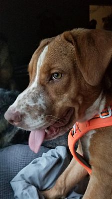 Locust Grove, GA - Pointer. Meet Scooby a Pet for Adoption - AdoptaPet.com