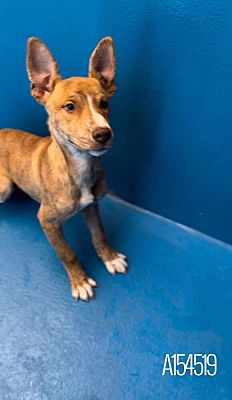 Airdrie, AB - American Pit Bull Terrier/Mixed Breed (Medium). Meet ...
