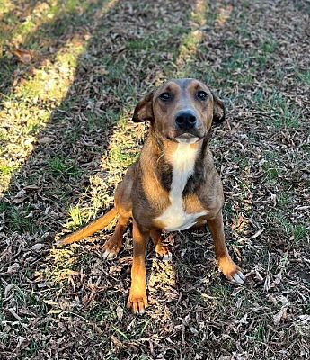 Keswick, ON - Rhodesian Ridgeback/Labrador Retriever. Meet Penny a Pet ...