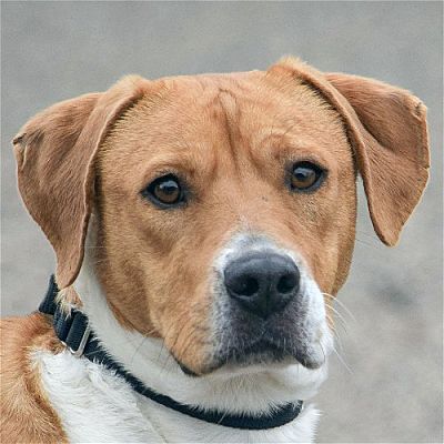 Huntley, IL - American Staffordshire Terrier/Rhodesian Ridgeback. Meet ...