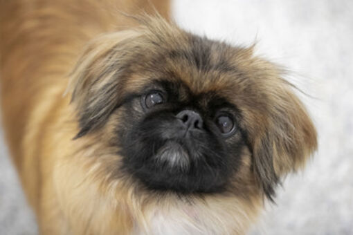Colorado Springs, CO - Pekingese. Meet PB Toffee a Pet for Adoption ...