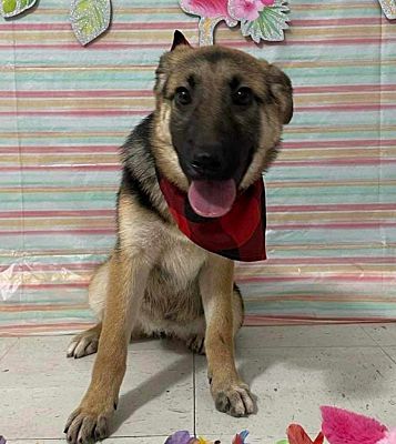 Pittsburgh, PA - German Shepherd Dog. Meet Cranberry - URGENT a Pet for ...