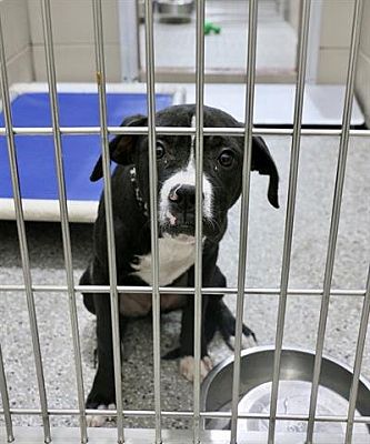 Murfreesboro, TN - Boxer. Meet MARLEY THORN a Pet for Adoption ...