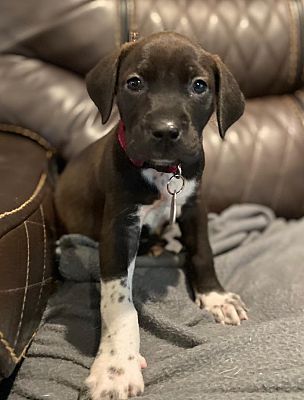 Inverness, FL - Mountain Cur/Mixed Breed (Medium). Meet Carly a Pet for ...
