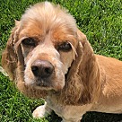 Cocker Spaniel Puppies - Rescue and Adoption Near You