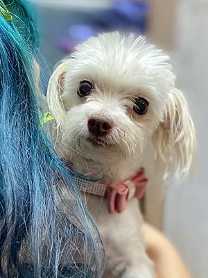 Las Vegas, NV - Maltese. Meet Cindy a Pet for Adoption - AdoptaPet.com
