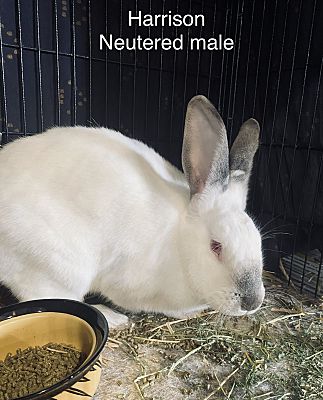 Pennellville, NY - Californian. Meet Harrison a Pet for Adoption ...