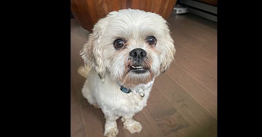 Milton, GA - Shih Tzu/Poodle (Standard). Meet Sulley a Pet for Adoption ...