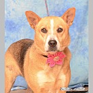 Corgi Puppies - Corgi Rescue and Adoption Near You