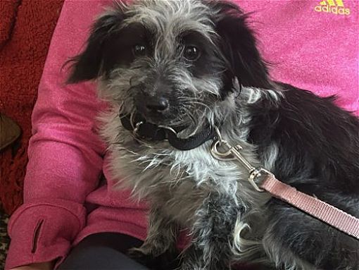 Saunderstown, RI - Terrier (Unknown Type, Medium). Meet Gracey Lacey SS ...