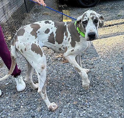 Tampa, FL - Great Dane. Meet Tess a Pet for Adoption - AdoptaPet.com