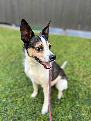 Dallas, TX - Jack Russell Terrier. Meet Waylon a Pet for Adoption ...